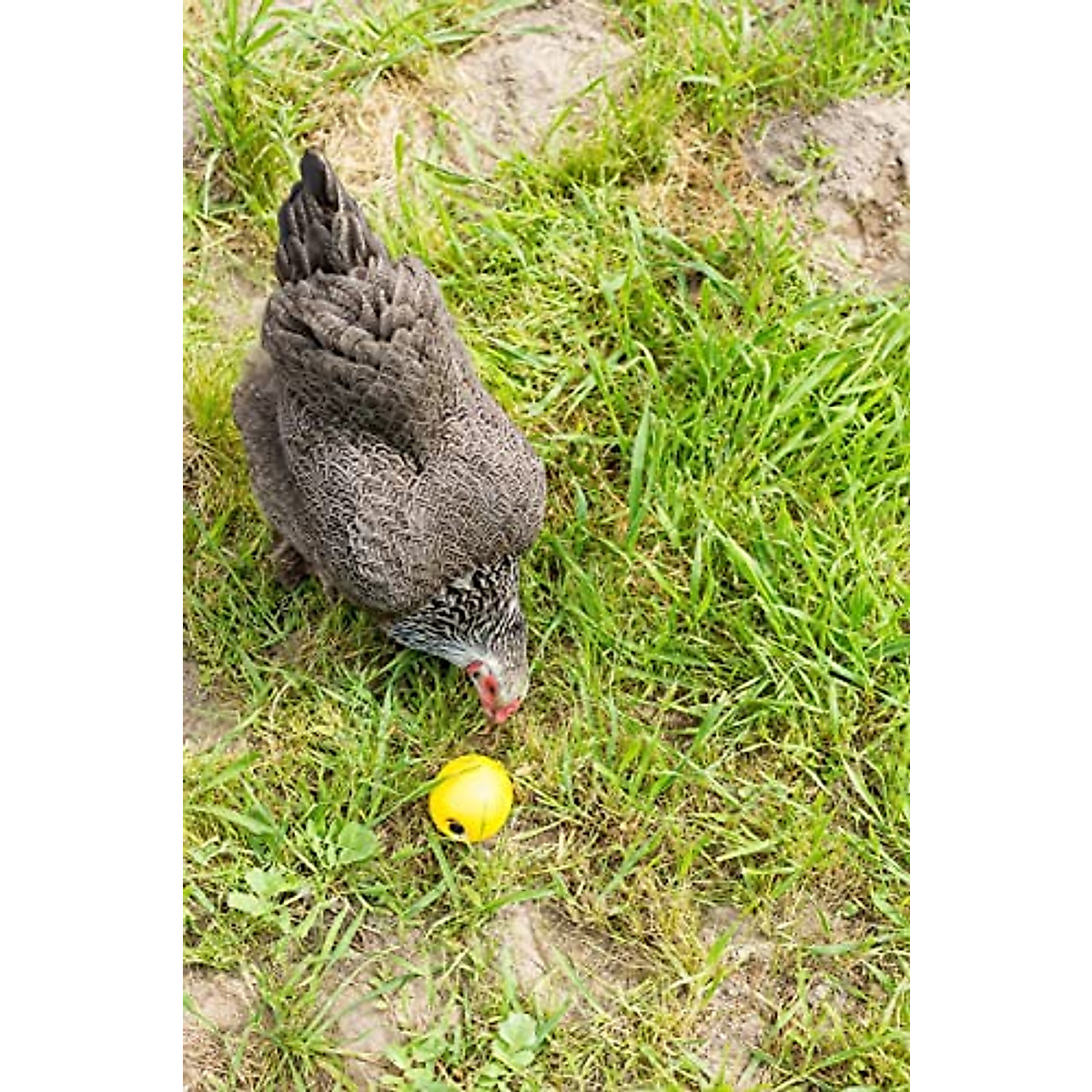 Lixit Chicken Feeder Toy (1 Pack)