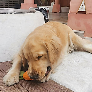 Cooway Dog Chew Toy, Carrot Dog Squeaky Toys for Aggressive Chewers, Natural Rubber Dog Teeth-Cleaning Toy for Puppy Small Medium Large Dogs,Interactive Tough Dog Toy for Training