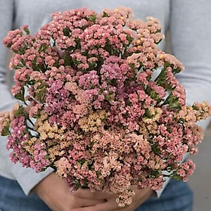 CHUXAY GARDEN Sunset Mix Limonium-Statice,Caspia,Sea-Lavender,Marsh-Rosemary 500 Seeds Great for Dried and Cut Flower Everlasting Flowers Fast Growing & Maintain