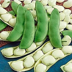 David's Garden Seeds Bean Lima Bush Early Thorogreen 1126 (Green) 25 Non-GMO, Heirloom Seeds