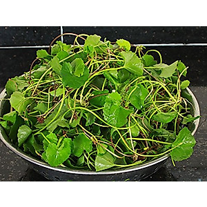 500 Premium Organic Centella Asiatica - Rau Ma - Pennywort - Gotu Kola - Seeds by Happy Seeds & Garden