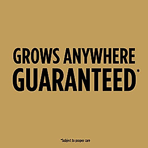 Scotts EZ Seed Dog Spot Repair Tall Fescue Lawns - 2 lb., Combination Mulch, Seed and Soil Amendment Includes Protectant and Tackifier, Neutralizes and Repairs up to 100 Dog Spots