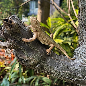 NAKIMO Bearded Dragon Animal Figurine Lizard Toy Realistic Reptile Figures for Decoration, Science Education, Prank Props (Bearded Dragon)