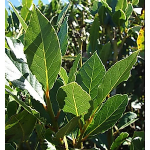 Bay Leaf Bonsai Tree Cutting - Nice Thick Trunk - Indoor/Outdoor Bonsai Tree Plant
