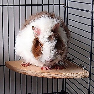 Fdit Bird Wooden Stand Platform Fan Shaped Design for Parrot Cockatiel Parakeet