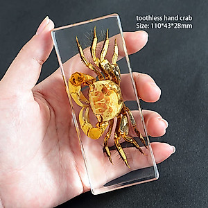 JSNZMTSBD Insect Resin,Real Insect Spider Specimen Science Classroom Taxidermy Resin Desk Paperweight Articulated Specimen for Science Education - Toothless Hand Crab