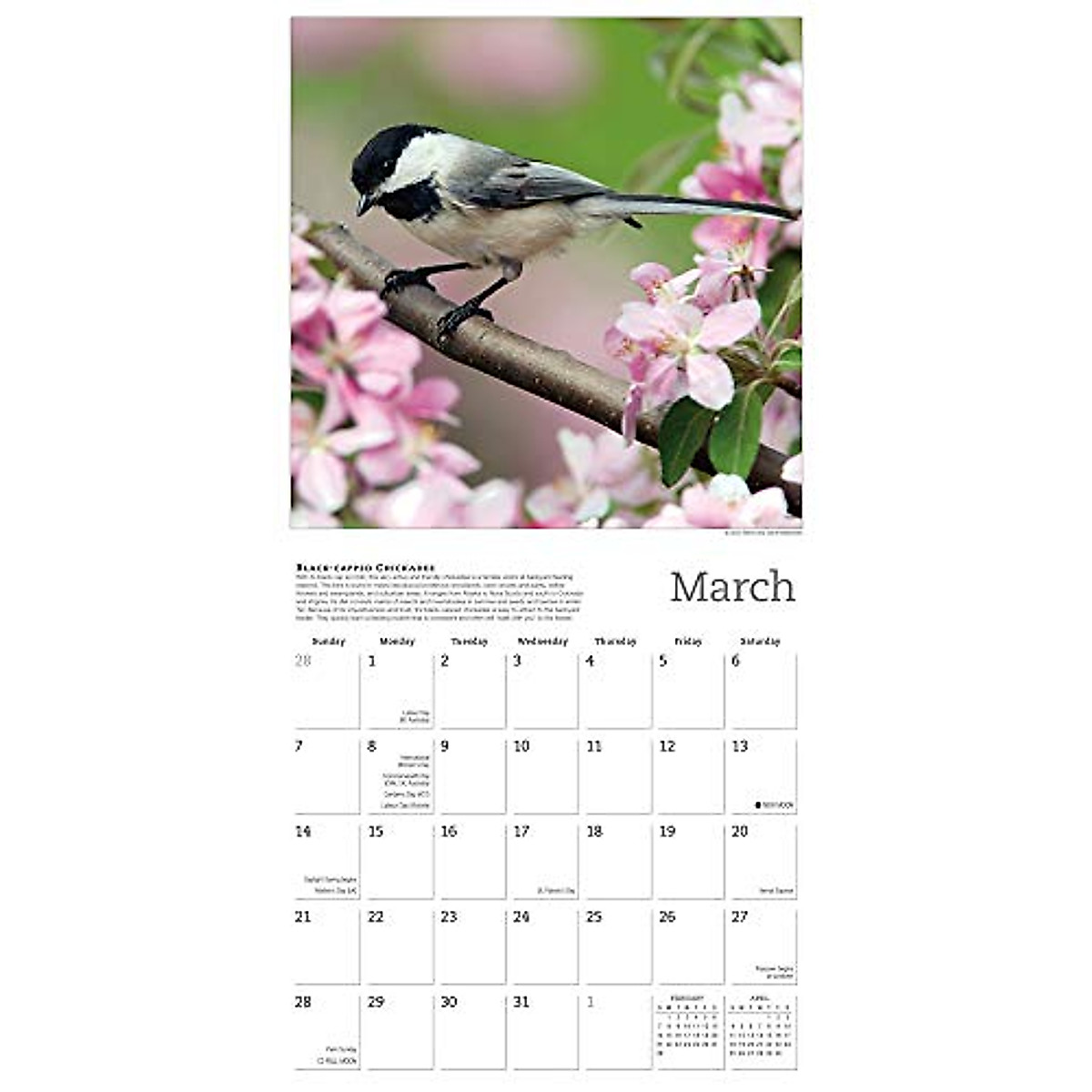 2021 Songbirds of North America 16-Month Wall Calendar