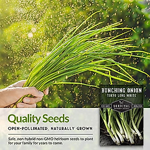 Survival Garden Seeds - Tokyo Long White Onion Seed for Planting - Pack with Instructions to Plant and Grow Asian Green Onions in Your Home Vegetable Garden - Non-GMO Heirloom Variety