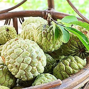 Sugar Apple Tree Live Plant Annona Squamosa Asia Sugar Apple Plant 8 Inc Tall Sweet Tropical Fruits