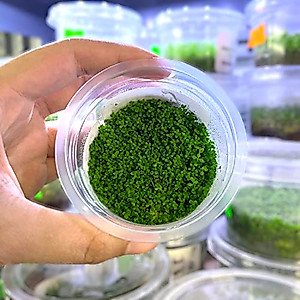 SubstrateSource Dwarf Baby Tears Hemianthus Callitrichoides Live Aquarium Plant Tissue Culture Cup - 100% Snail Free in Vitro (Dwarf Baby Tears)