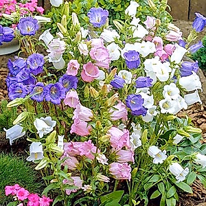 Canterbury Bells Campanula Medium Bluebells Flower Garden About 100 Seeds for Planting