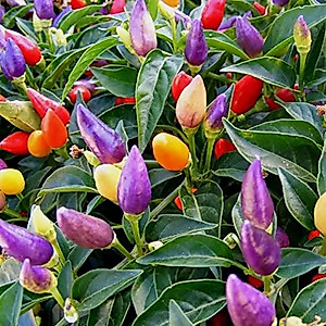 50Pcs Vegetable Ornamental Pepper Seeds for Planting 5 Color Pepper Plant Seeds Rainbow Plant Vegetable Seed ,for Growing Seeds in The Garden or Home Vegetable Garden