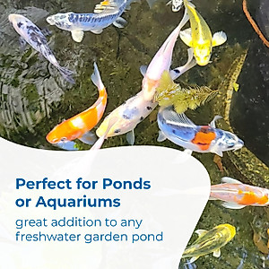 Toledo Goldfish Live Sunshine Yellow Koi, Mix of Standard or Butterfly Fin Species, Perfect for Ponds, Tanks, and Aquariums - 3-4 Inches, 5 Count
