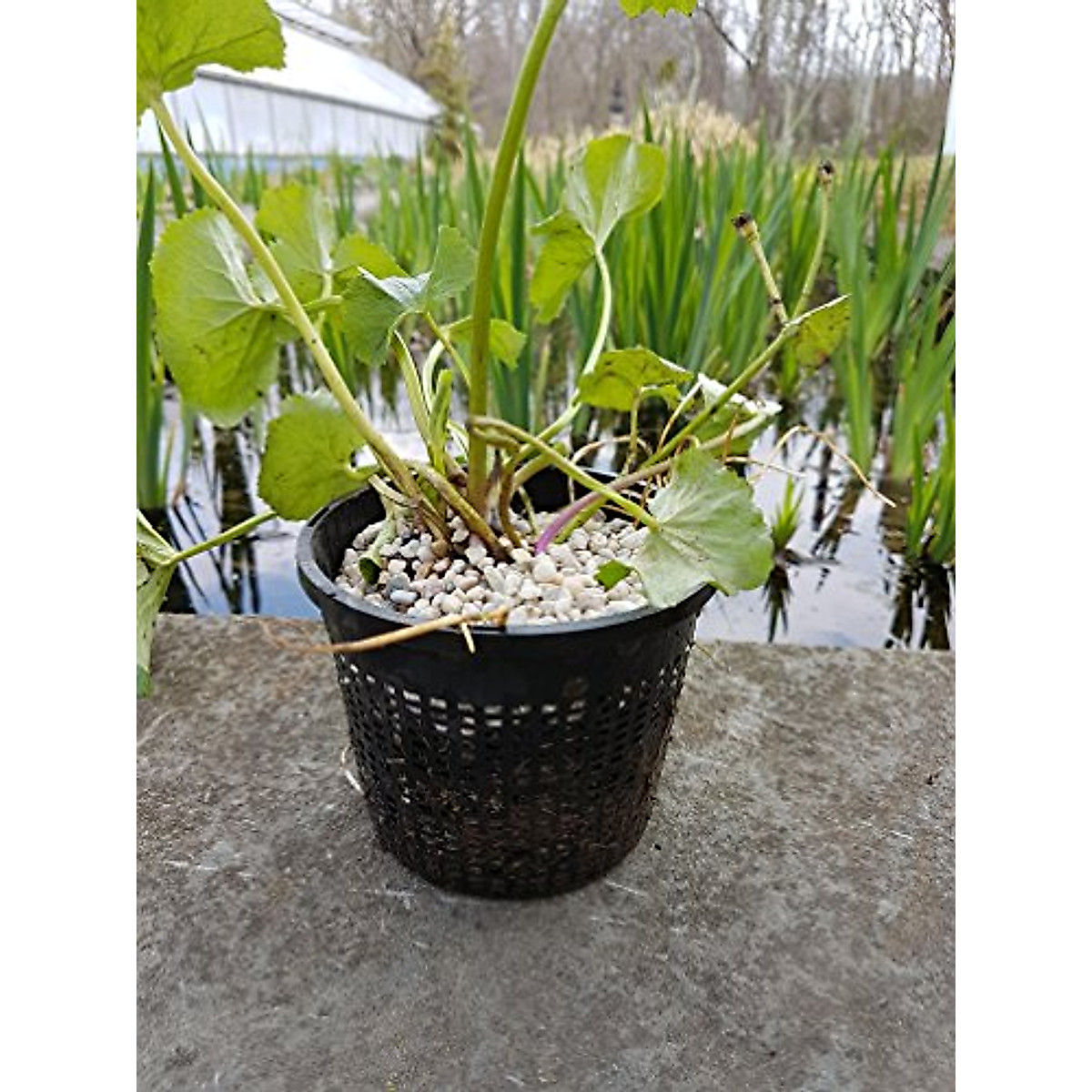 Pond H2o 5" Round Water Garden Pond Aquatic Plastic Mesh Slotted Plant Basket X 3 Pack, Plastic Water Garden Planting Basket Aquaponics, Hydroponics Slotted Mesh