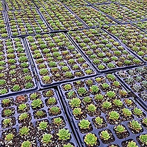 AIFUSI 10 Pack Seed Starter Kit, 72 Cell Seedling Trays Gardening Germination Plastic Tray Nursery Pots Mini Propagator Plant Grow Kit Plug Tray Starting Trays for Seedling Germination