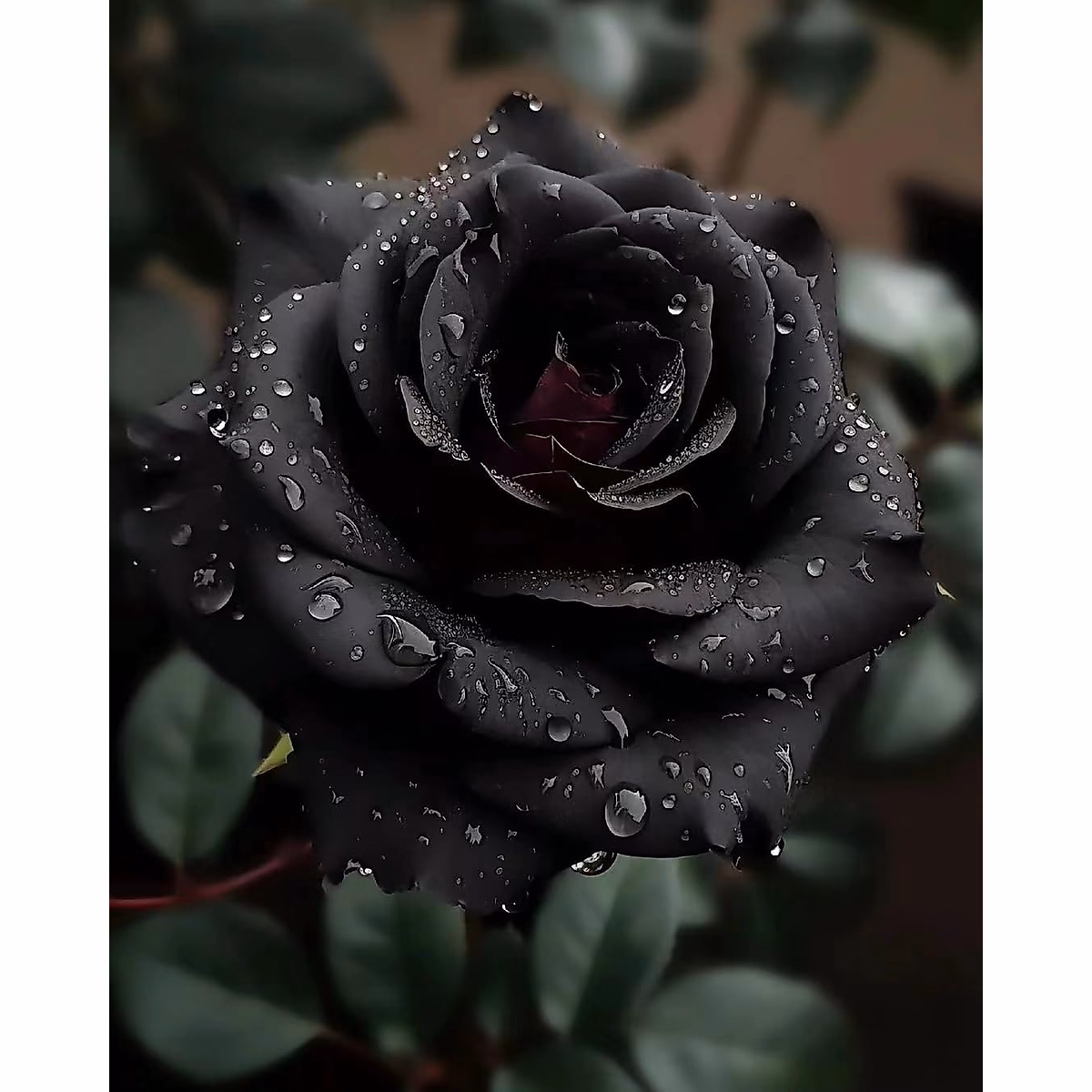 Rare Black Rose Seeds for Planting, Heirloom, No-GMO 200+ Beautiful Flower Seeds Home Garden Bonsai