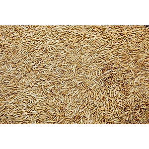Kentucky 31 K31 Tall Fescue Grass Seed by Eretz - CHOOSE SIZE! State Certified, No fillers, No Weed or Other Crop Seeds (5lbs)