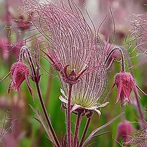 25 Prairie Smoke Seeds | Ships from Iowa. Rare and Hard to Find Geum triflorum Seeds - Native Wildflower