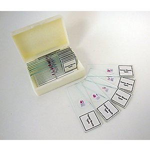 Prepared Slide, Muscle Types, Classpack of 15 Sides
