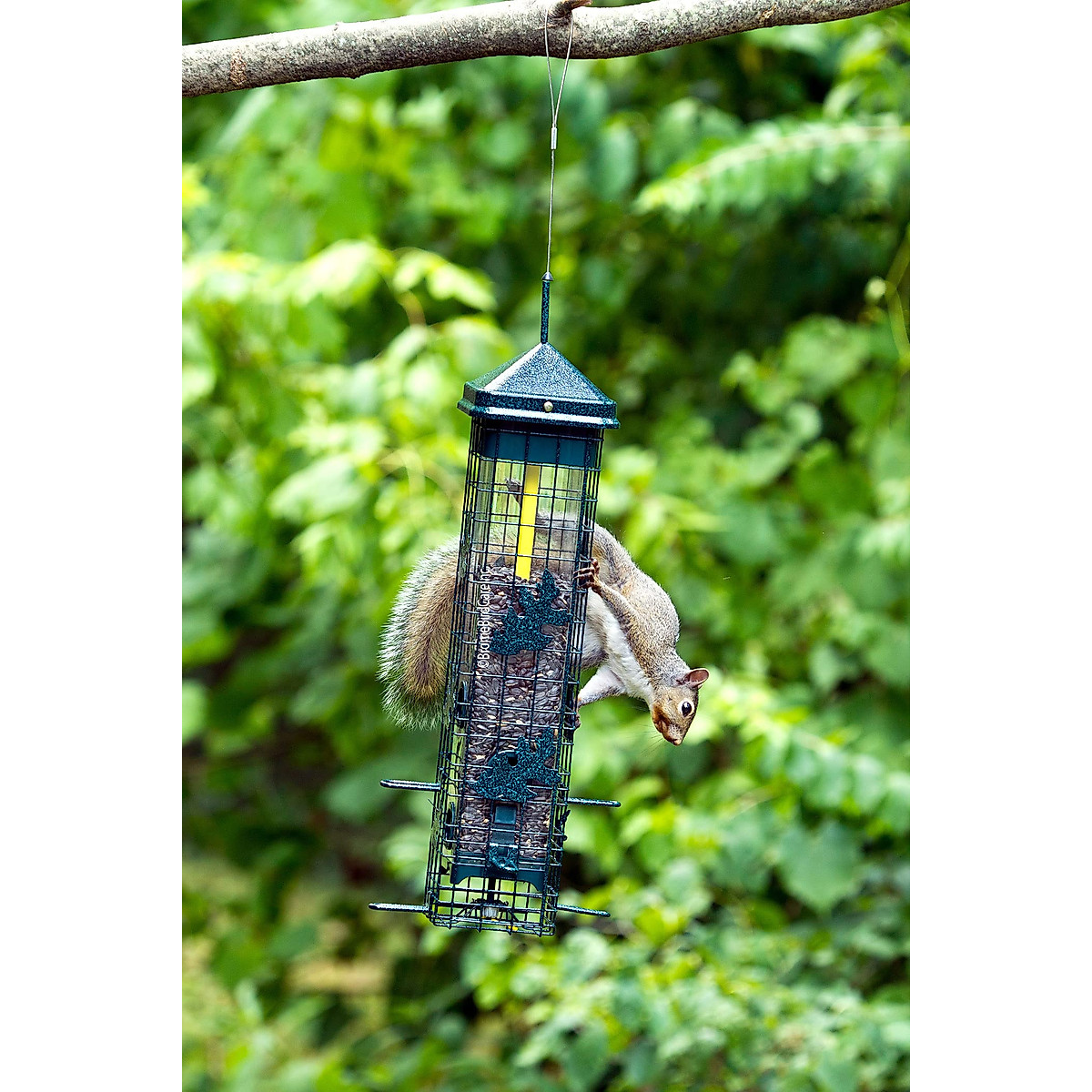 Squirrel Solution200 Squirrel-proof Bird Feeder w/6 Feeding Ports, 3.4-pound Seed Capacity, Free Seed Funnel