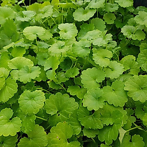 400 Centella Asiatica Seeds for Planting - Gotu Kola Leaf Centella Asiatica Indian Pennywort Centella Asiatica Rau Ma Herbal Seeds