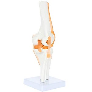 Knee Model Anatomy - Anatomically Correct Knee Joint Model with Ligaments and Muscles, Human Knee Model, Display Movement, Includes Base, Detailed Full Color Product Manual, Made by Axis Scientific