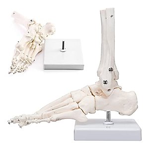 RONTEN Human Foot Skeletal Model, Life-Size Model Showing The Fibula, Tibia, Tarsus, Metatarsal and Phalanges of The Human Left Foot, Simulating Natural Motion