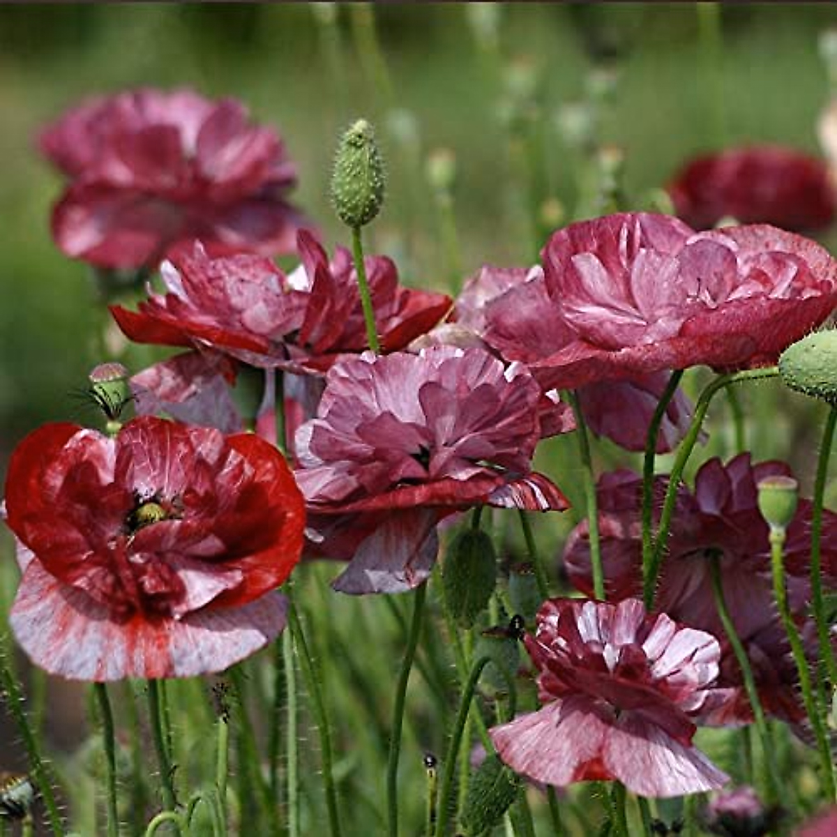 Outsidepride Papaver Rhoeas Pandora Corn, Common, Field, Flanders, Garden Poppies - 500 Seeds