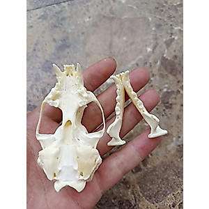 HOT 1/2/3/5/10 pcs Real Animal Skull Specimen Taxidermy Cleaned Skull Collection Fox, cat, Mink, Crocodile, Dog, Raccoon, Snake, Rabbit, Goat ，Muskrat，Nutria，Fox's paw (1pcs,Mink)