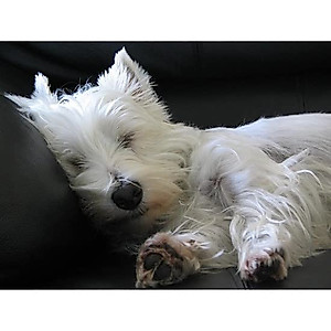 CafePress Westie Mugs Ceramic Coffee Mug, Tea Cup 11 oz