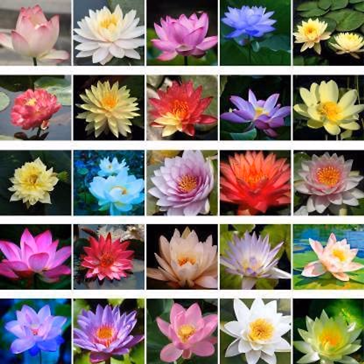 Mixed Bonsai Lotus Seeds Mixed Color Water Lily Flower Plant Fresh Garden Seeds,Finest Viable Aquatic Water Features Seeds (30 Pcs)