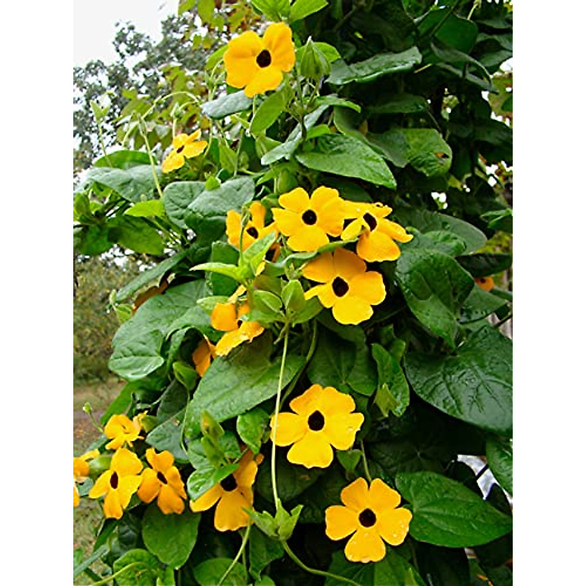 Black Eyed Susan "Vine" Flower Seeds for Planting, 25+ Heirloom Seeds Per Packet, (Isla's Garden Seeds), Non GMO Seeds, Botanical Name: Thunbergia alata, Great Home Flower Garden Gift