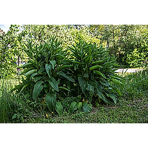 Earthcare Seeds True Comfrey 50 Seeds (Symphytum officinale) Non GMO, Heirloom