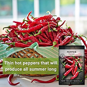 Sow Right Seeds - Cayenne Pepper Seed for Planting - Non-GMO Heirloom Packet with Instructions to Plant a Home Vegetable Garden - Grow Super Hot Thin Cayennes for Cooking or Seasoning(1)