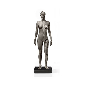 Superdental Female Proportional Figure V.2 Female Body Muscle Model 1:6