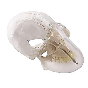 Generies 2021 Newest Design Human Skull Anatomical Model,with Painted Sutures 54 Pcs Labeled Numbered Skull Models for Medical Students,Human Brain Model for Kids Drawing Anatomy