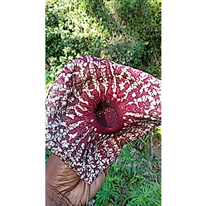 Nalego Duck Flowers Detox Tea | 1 Duck Flower | Wildcrafted Jamaican Alkaline Herbal Tea (Flor de Pato, Palo Guaco)