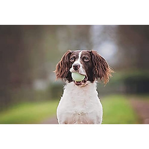 Chuckit! Fetch Medley Ball Set Dog Toys, Medium (2.5 Inch) 3 Pack