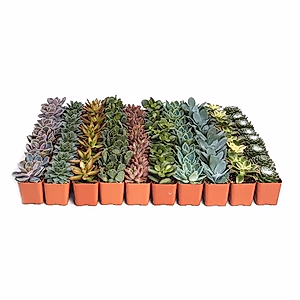 Shop Succulents Assorted Succulent Plant Pack Bulk Collection - Live Mini Succulent Plants, Low Maintenance, Mixture of Colors & Textures - Wedding and Party Favors, Gift & Garden, Pack of 32