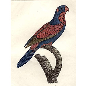 [Le Lori Perruche violet et rouge (Red and Blue Lory [Eos histrio])]