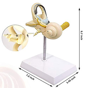 Inner Ear Model Labyrinth Model 2 Part 8X Cochlea Semicircular Canal & Vestibule Open Medical Anatomical Ear Internal Structure Model Human Organ Anatomical Model for Medical Study Display Teaching