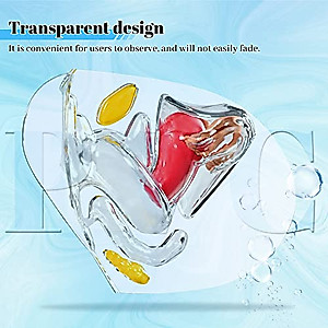 HamRoRung Transparent Uterus Model, Human Vagina Anatomical Model Female Reproductive Organ Model, Uterus Gifts Medical Teaching Models Gynecology Doctor Patient Communication Simulation