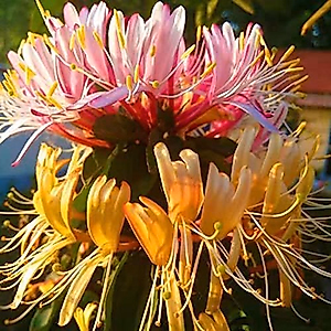 MOKALALA 200 Pcs Honeysuckle Seeds | Non-GMO | Goldflame Honeysuckle Vine, Fresh Garden Seeds, Gardeners Choice!