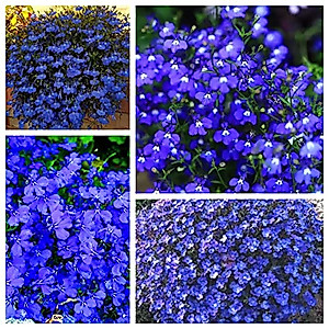 10000+ Blue Creeping Thyme Seeds for Planting, Dwarf Ground Cover Plants Easy to Grow,Ornamental Perennial Flower Seeds