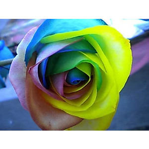 50+ Rare Multi Colorful Rainbow Rose Flower Seeds Beautiful Flower Potted Plant Home Garden