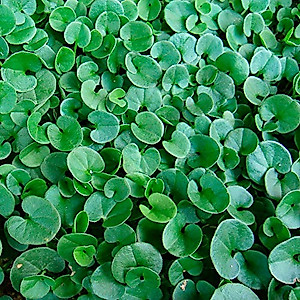 Outsidepride Warm Season Perennial Dichondra Repens Dwarf, Low Ground Ground Cover Plant & Lawn Alternative - 1 LB