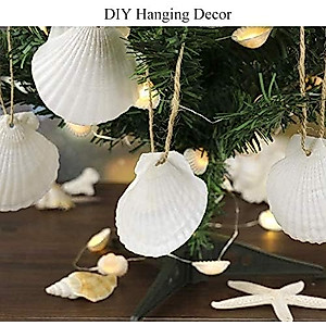 10 PCS 4-5 inch Large Scallop Shells Baking Sea Shells Large Natural White Scallop Shell From Sea Beach For DIY Craft Decor