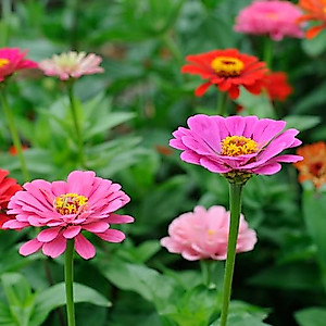 Zinnia Flower Seeds for Planting - Over 2,200 Premium Seeds - Attracts Pollinators - Non GMO