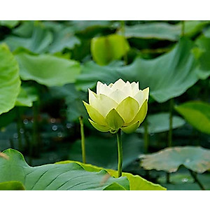 30PCS Bonsai Lotus Seeds for Planting, Water Lily Flower, Non-GMO Home Garden Plant Seeds, Flowering Aquatic Bonsai Plant, No Experience Required