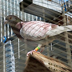 SRRPSPIGEON Pigeon Ring Bird Leg Bands Foot Ring Leg Ring Multi-Color Numbered 1-100 8mm Racing Parrot Chicks Duck Clip Rings Band (Yellow)